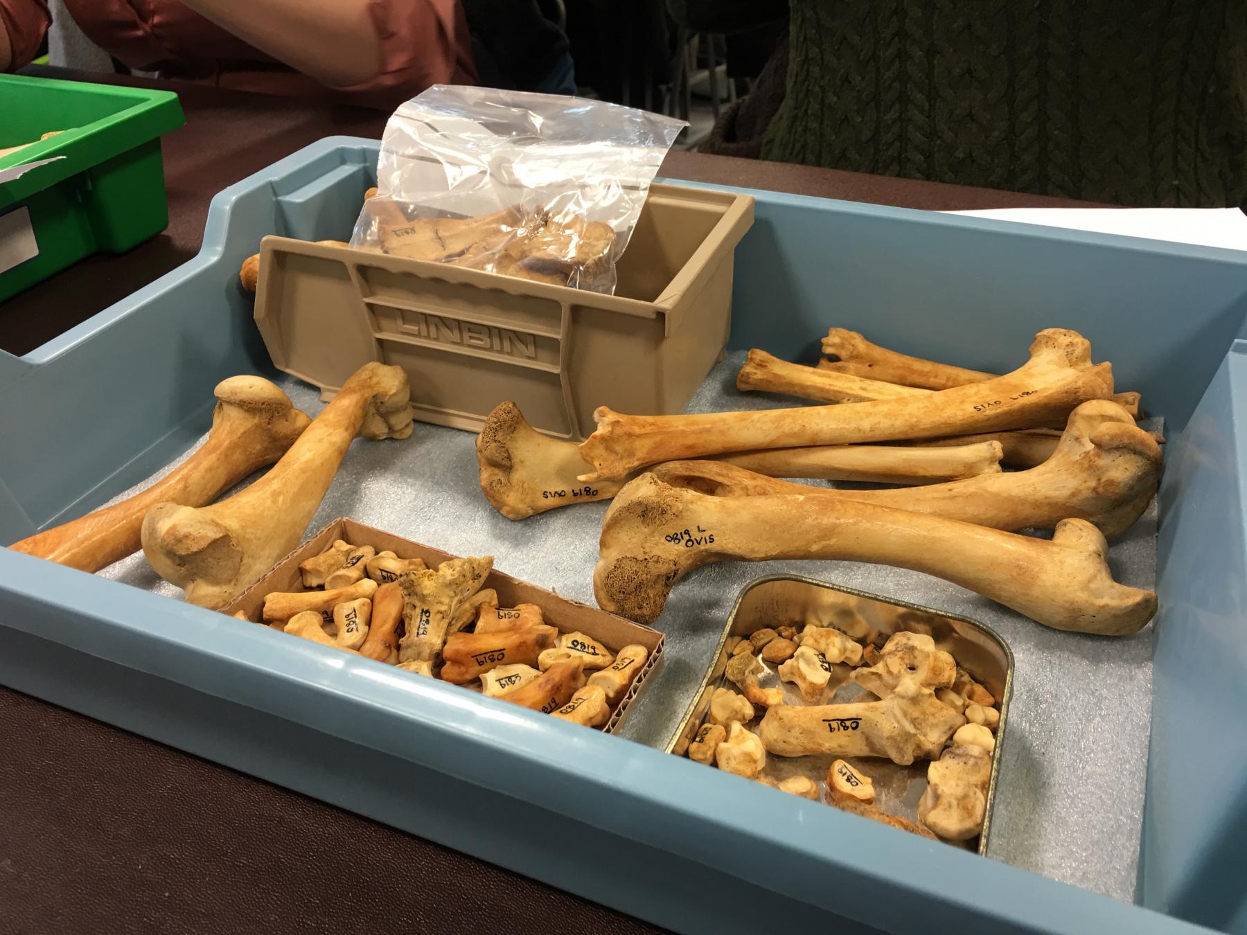 Understanding Zooarchaeology | Wessex Archaeology