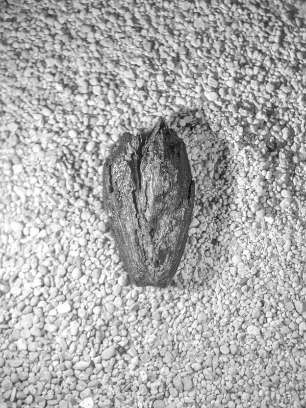 Grains of History: The Environmental history of bread with Dr. Ed ...